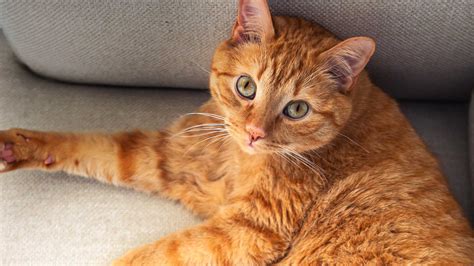 Diferentes Tipos De Gatos Domesticos Com Fotos