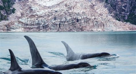 Whales In Alaska In September A Guide To Species And Wildlife Watching