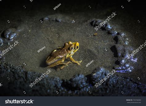 Couple Yellow Frogs Mating Amazon Rainforest Stock Photo 755746303 Shutterstock
