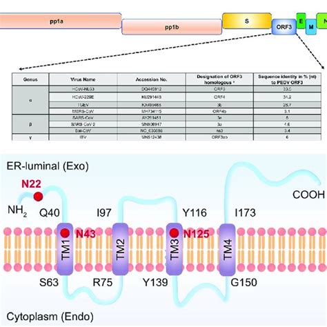 Subcellular Localization And Functions Of Pedv Accessory Protein Download Scientific Diagram