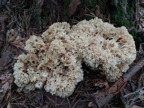 Sparassis Crispa The Ultimate Mushroom Guide