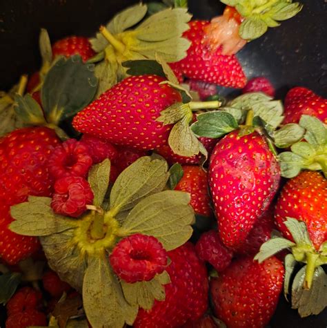 אשר אשי טאוב