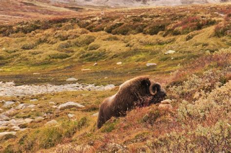 Premium Photo View Of Musk Ox On Grass