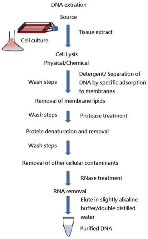 Basic Steps Involved In All Dna Extraction Methods Download