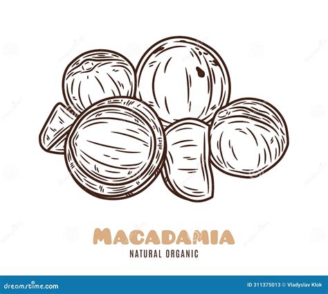 Vector Macadamia Sketches Set Black Drawing Isoalted Nuts Illustration