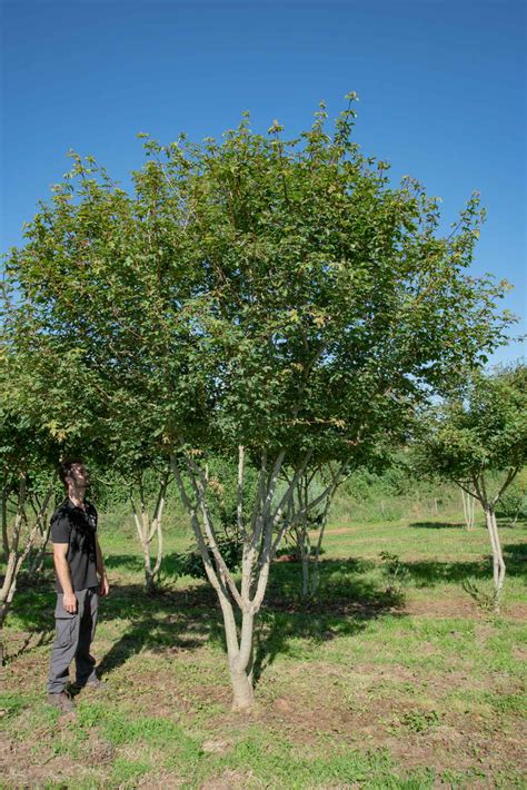 What Are Multi Stem Trees New Wood Trees