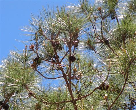 Pinus Durangensis Alchetron The Free Social Encyclopedia