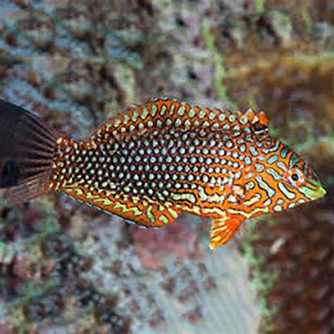 Leopard Wrasse Pair Splendid Leopard Wrasse Live Gem Factory Ltd