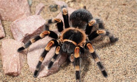 O Que Significa Sonhar Com Aranha Segundo A Bíblia