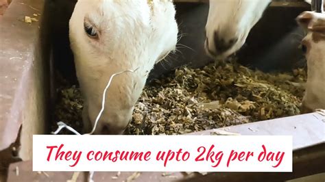 Corn Silage 🌽 Feeding To Goats Syed Farm 9620652786 Youtube