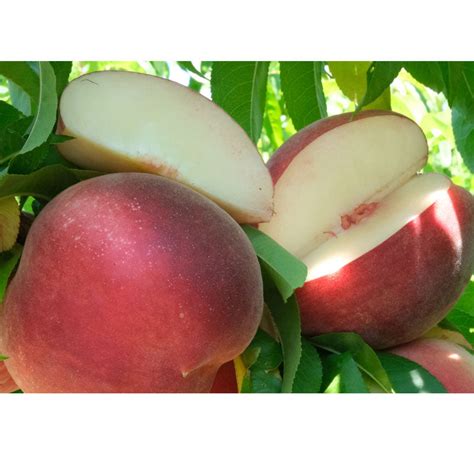 Peach White Lady Tree
