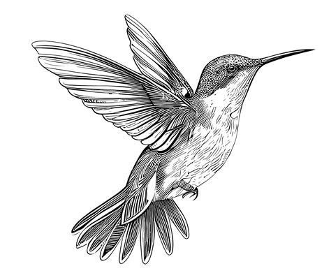 Premium Vector Hummingbird Bird Beautiful Sketch Hand Drawn Vector