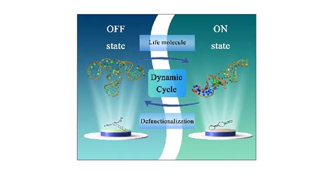 Insights Of Life Molecules Dynamic Distribution In Live Cells Via Sequencestructure Bispecific