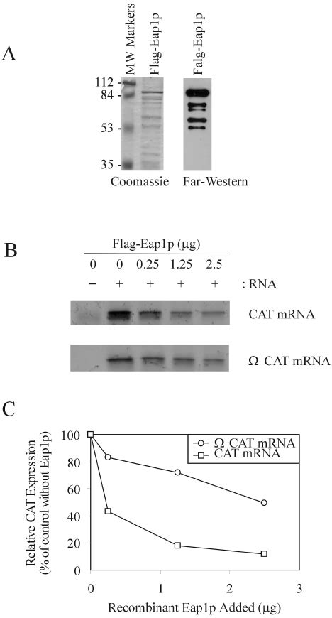 In Vitro Translation In Yeast Cell Extract A Recombinant Flag Download Scientific Diagram