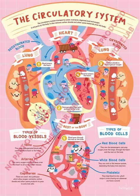 The Circulatory System Science Educational School Posters Buy