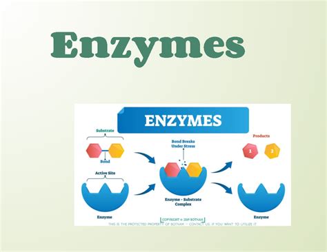 Enzymes Definition Bioninja At Hannah Herlitz Blog