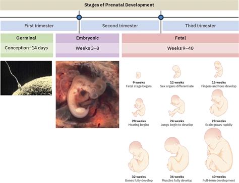 23 Pregnancy And Prenatal Development Lifespan Development Openstax