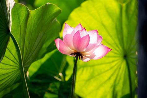 로터스 꽃 핑크 Pixabay의 무료 사진 Pixabay