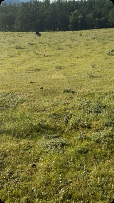 Амьдрал их гоё үнэртэй Унтаж байгаа бяцхан үрийнхээ хөлийг үнсээд үнэрлэ 👣 Халтардсан цамцных нь