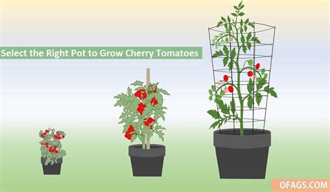 Growing Cherry Tomatoes In Pots Shutterbulky
