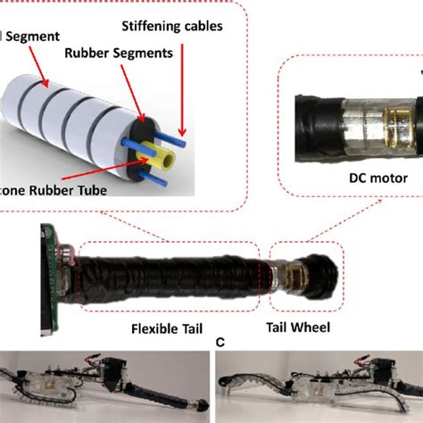 A Flexible Tail Constructed By Rigid Segments And Flexible Segments