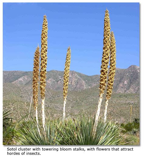 Mavericks Of The Desert Plant Community Desertusa