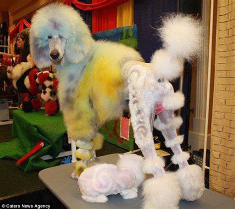 Poodle Haircut Does Pink Look Good On Poodles