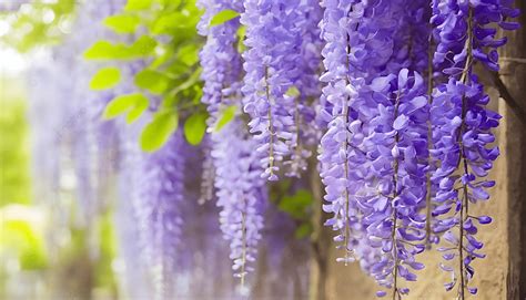 Wisteria Flower Background Wisteria Purple And Blue Flower Wisteria