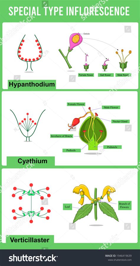 Inflorescence Types