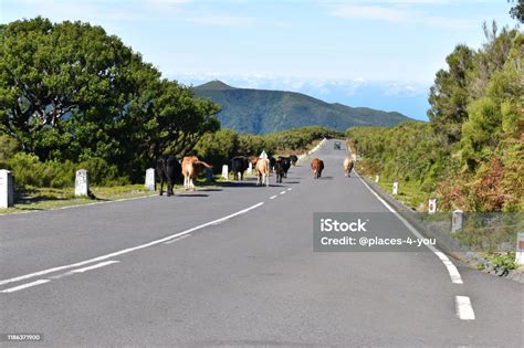 포르투갈 마데이라의 고대 월계수 나무가 있는 파날의 요정 숲의 하이킹 트레일로 가는 길에 많은 소들이 0명에 대한 스톡 사진 및