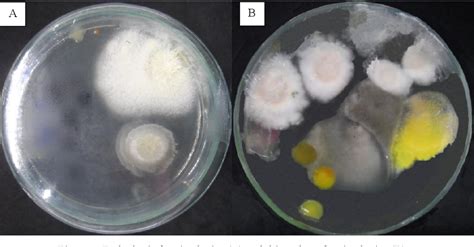 Figure 1 From Isolation Of Mercury Resistant Endophytic And Rhizosphere