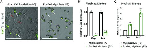 Characterization Of Purified Myoblasts A Representative Images