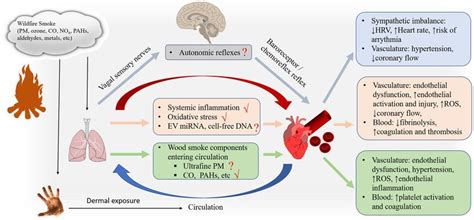 Cardiovascular Health Impacts Of Wildfire Smoke Exposure