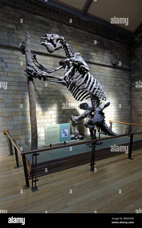 Skeleton Of The Extinct Giant Ground Sloth Megatherium Americanum At