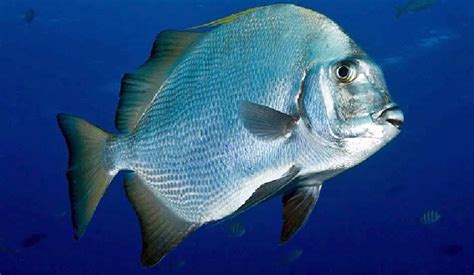 Spadefish