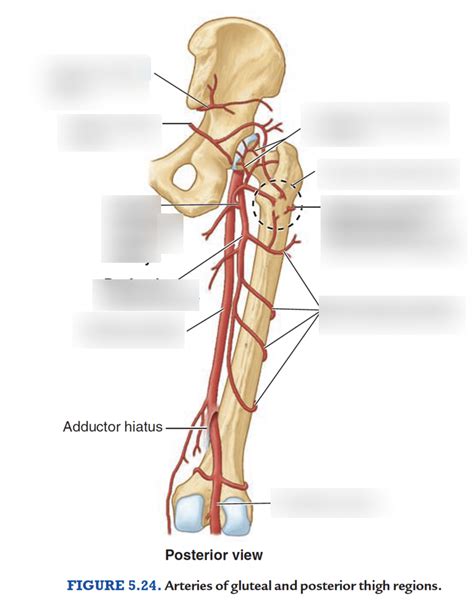 Arteries Of Gluteal And Posterior Thigh Region Moore Diagram Quizlet
