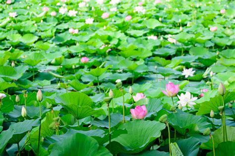여름 정원의 물 표면에 만개하고 녹색 잎이 있는 섬세한 선명한 분홍색과 흰색 백합 꽃은 부드러운 초점으로 촬영한 아름다운 야외
