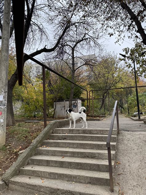 თავისუფალი ჯგუფი დიდი დიღომი დიღომი ვაშლიჯვარი სოფ დიღომი გუშინ 197 ბაღის უკან მომვარდა