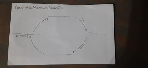 Gametic Meiosis Diagram Quizlet
