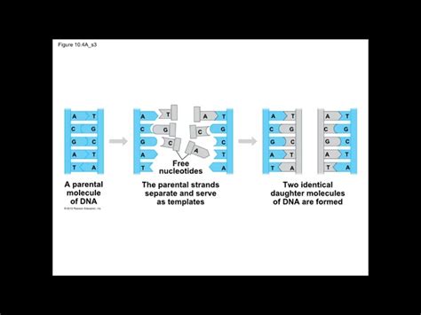 Understanding Dna Duplication The Process And Its Importance Galaxyai