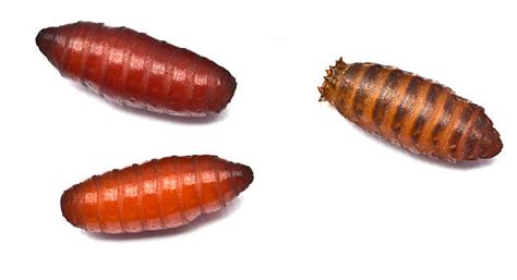 Cockroach Pupa