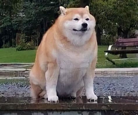 Handsome And Thicc Rtiktokcringe
