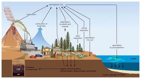 Nutrient Cycle Nitrogen Cycling In Agriculture Cooperative Extension