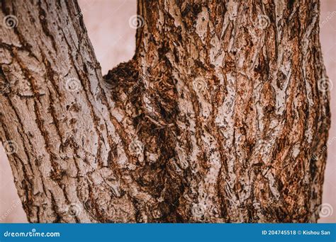 Tree Wood Branch Wood Texture Stock Photo Image Of Landscape Baby