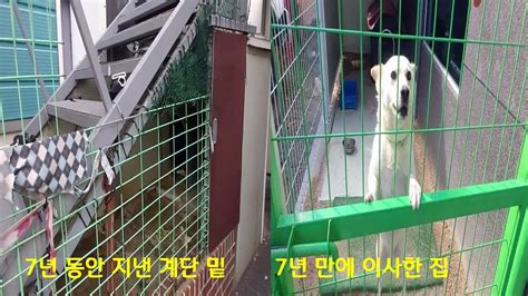 공장개가 7년간 지내왔던 예전 공장 견사를 보면 마음이 아파 보지를 못하겠다 ㅣ 공장개가 지내왔던 그 마음들이 느껴져서 힘들다가슴 아프고 Youtube