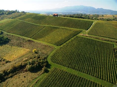 Bolfan Vinski Vrh Bregovita Hrvatska