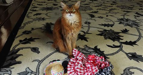 My Simi Valley Cat Show Wardrobe Summers Fabulous Cat Life