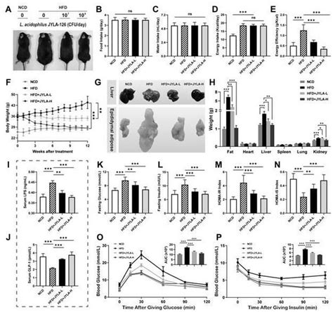 一种预防和或治疗肥胖及代谢综合征的产品及其制备方法和应用 爱企查