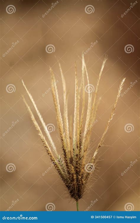Chloris Virgata Is A Species Of Weed Known By The Common Names Feather Fingergrass Stock Image