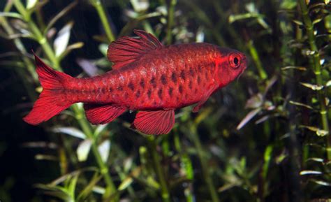 Top 10 Tank Mates For Tiger Barbs